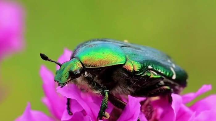 ‘Insect apocalypse’: Here’s why it’s alarming that our bugs and ...