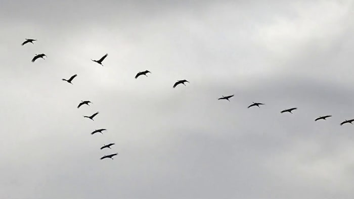 Experts at Michigan DNR give insight on why bird population is rapidly ...