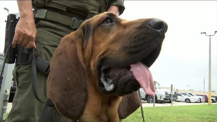 St. Johns County Sheriff’s Office expanding K-9 tracking program