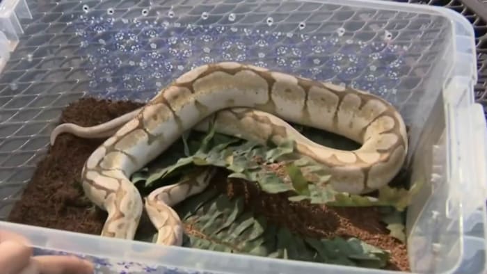 ‘He was scared of the snake’ | Chompers the ball python saves owner ...