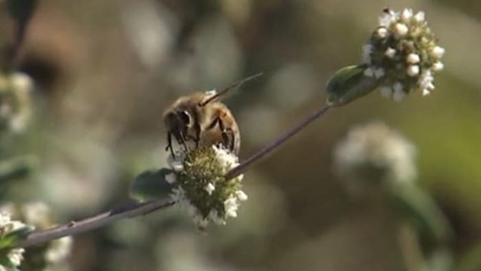 ‘It’s bee poop:’ Honeybees make a big mess in Brevard County community