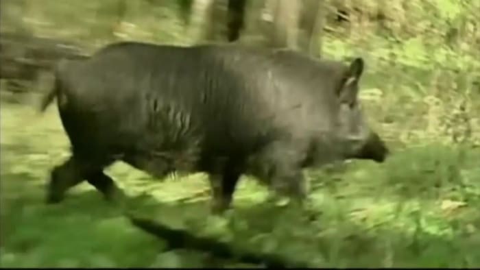 Wild hog hunter says feral hog attacks are rare, but warns of potential ...