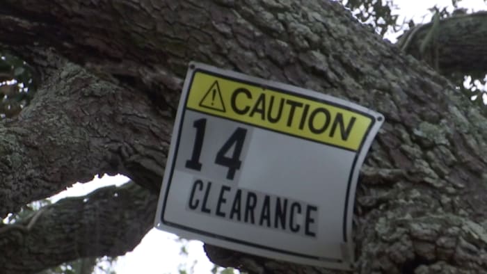 Residents seek national designation to save Rockledge Drive oak trees