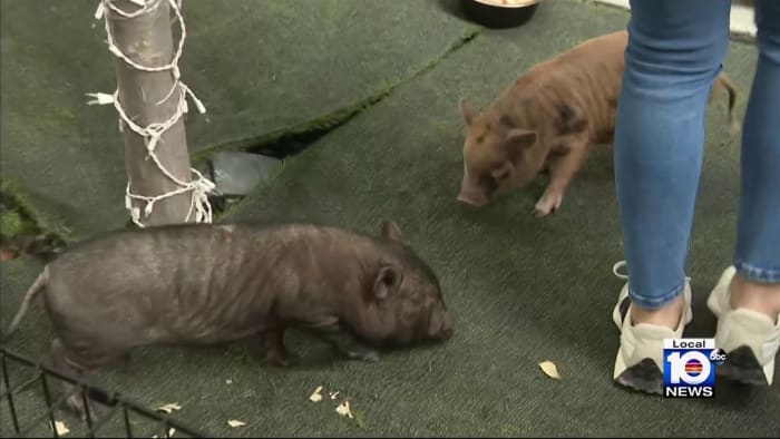 Miami-Dade mayor pardons pigs named after Taylor Swift, Travis Kelce