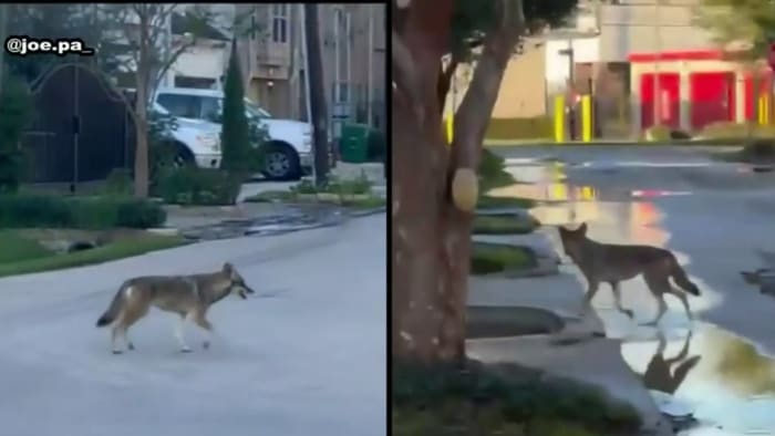 Coyote caught on camera roaming neighborhood in the Washington Corridor