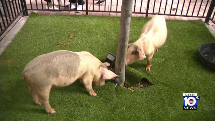 Miami-Dade mayor pardons 2 pigs ahead of Christmas