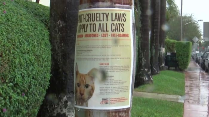 Police investigate after 3 cats found brutally killed in Miami Beach