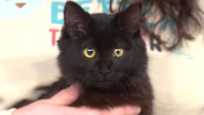 Keeping_pets_safe_from_holiday_d%C3%A9cor