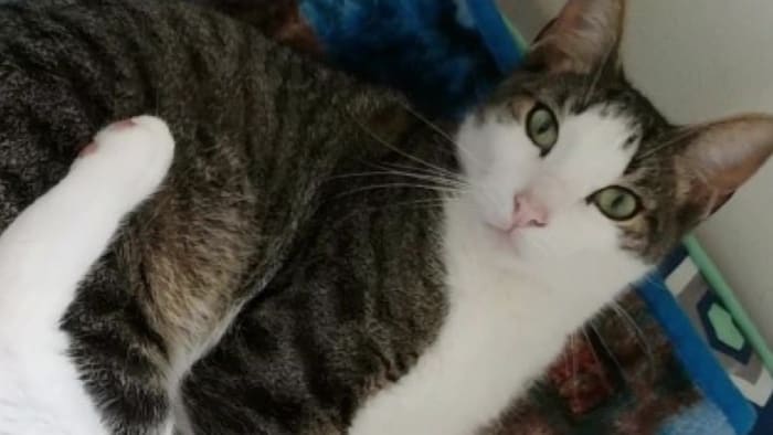 Family’s microchipped cat euthanized at shelter
