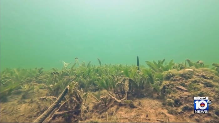 Invasive seagrass taking over Caribbean now spreading to Biscayne Bay