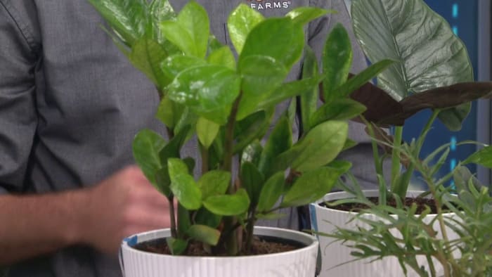 Plantcon brings immersive experience for Houston's plant lovers Plantcon brings immersive experience for Houston's plant lovers