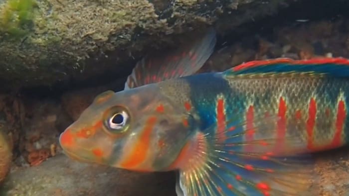 Endangered Species Day: The candy darter