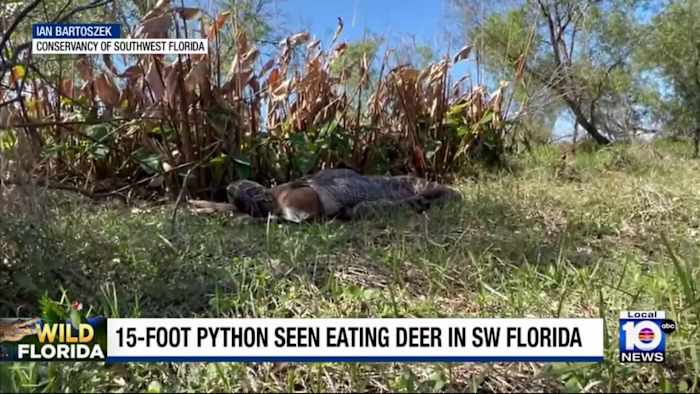 Python swallows deer whole in Southwest Florida