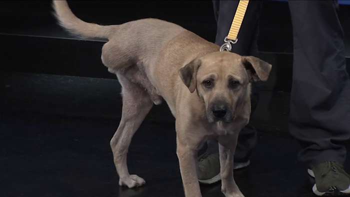 Bruce the dog visits the station