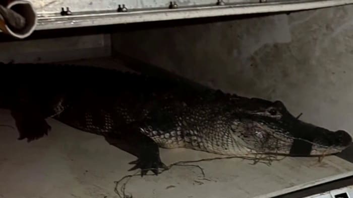 Florida woman, 84, hospitalized after attack by 7-foot alligator