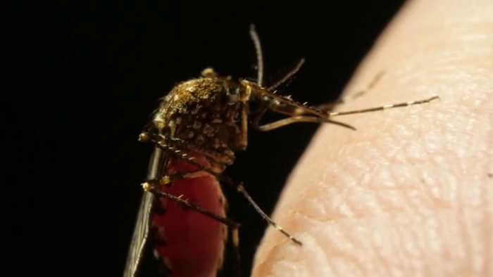 Houston mosquito madness in October