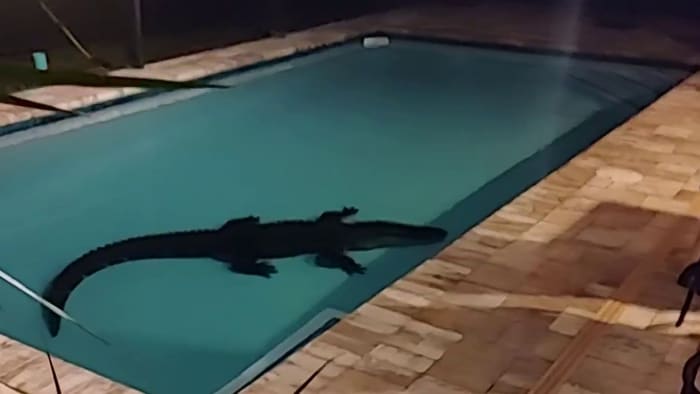 ‘I was amazed:’ 10-foot gator goes for swim in New Smyrna Beach pool