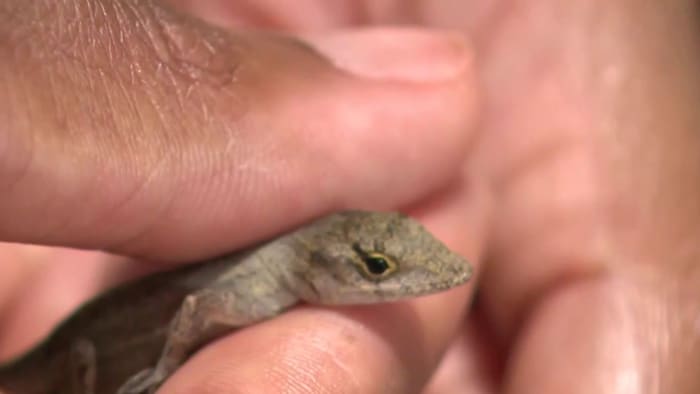 What is up with all the brown lizards in Houston? The difference ...