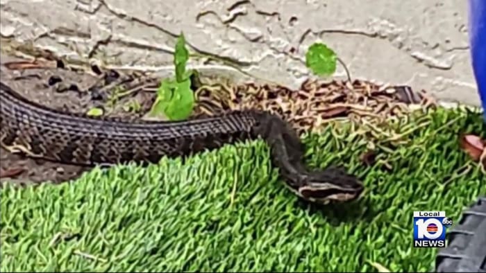 Flooding increases the risk of running into a venomous snake in South ...