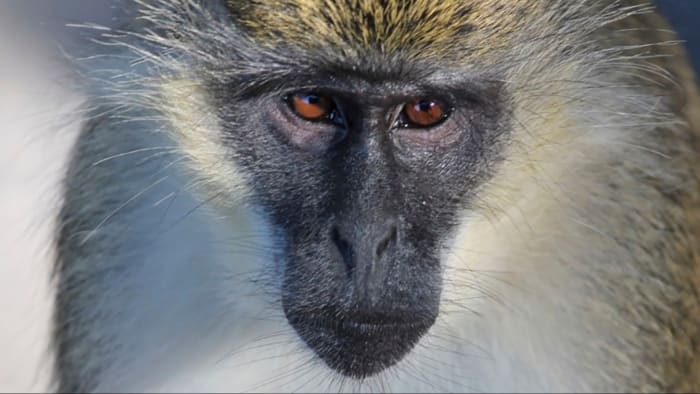 Monkey bites 11-year-old boy during family gathering over weekend, ACS says