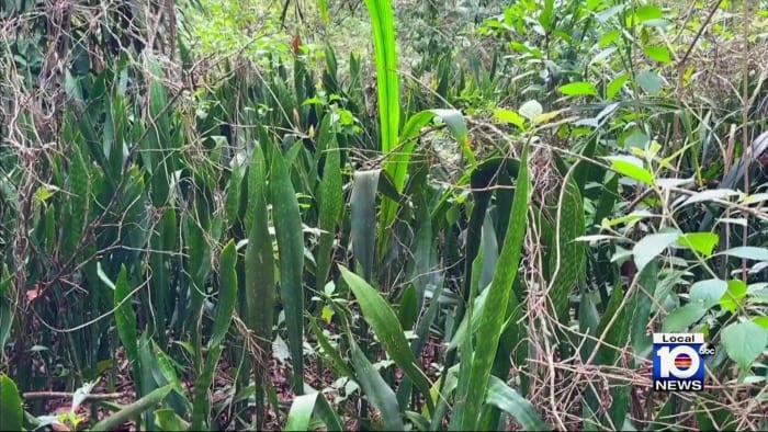 Fighting invaders: How protecting the planet begins in your backyard