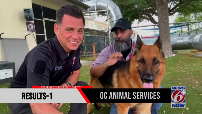 Meet Reginald! German shepherd at Orange County Animal Services needs ...