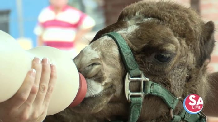 How you can name this baby camel!
