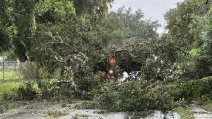 trees falling during hurricane