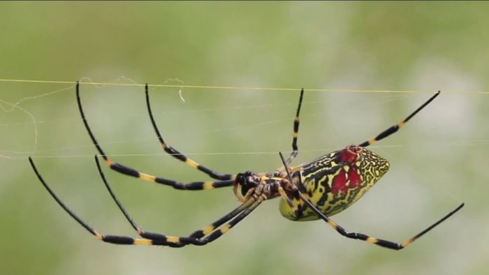 Asian invasive spider could make its way up the east coast, but experts ...