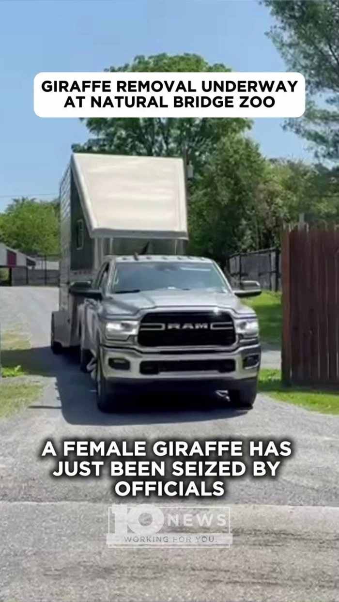 One giraffe has been removed, so far, from Natural Bridge Zoo