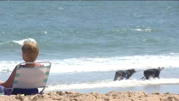 Dog beach pilot program in Volusia County faces uncertain future. Here ...