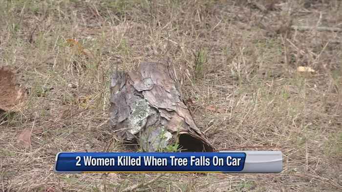 Fallen tree kills two women