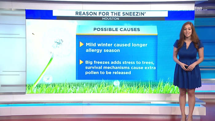 Record-breaking pollen in Houston: This is what to expect as season ...