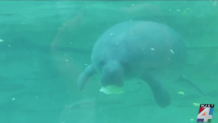 Sea cow spotlight: Manatees at Jacksonville Zoo & Botanical Gardens ...