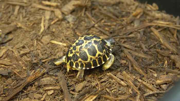 ADORABLE! 3 new hatchlings born to oldest tortoise at Houston Zoo