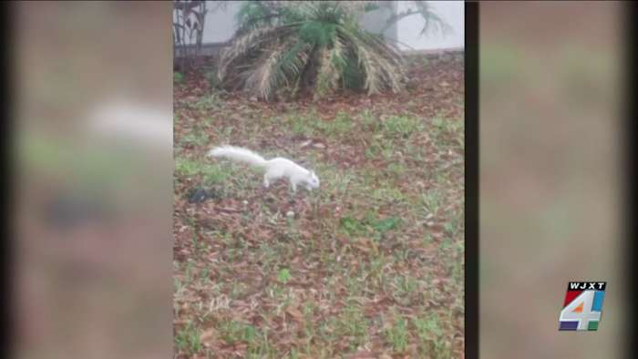 A rare spotting of good luck: White squirrel pops out in Avondale
