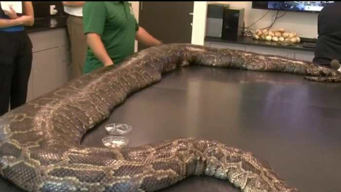 Record-breaking Burmese python caught in Florida, weighing 215 pounds