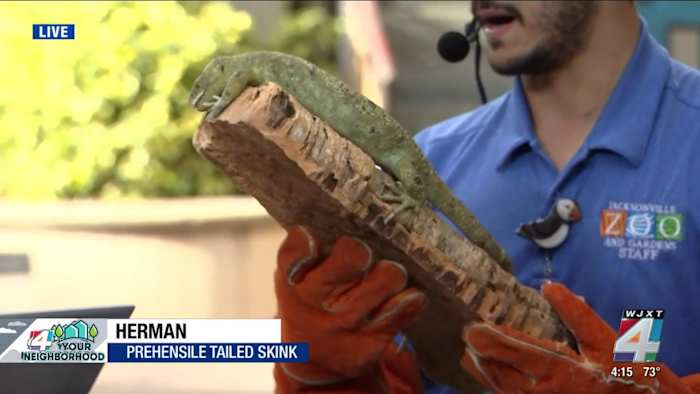 Introducing Herman, the prehensile-tailed skink