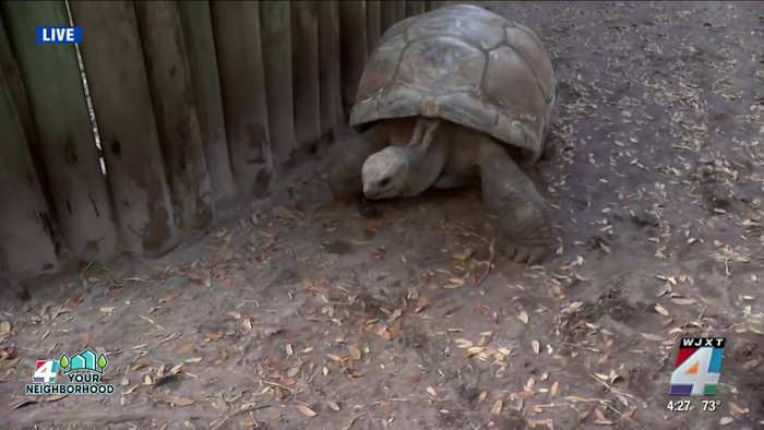 Visiting Goober at the tortoise exhibit at the Jacksonville Zoo and Gardens
