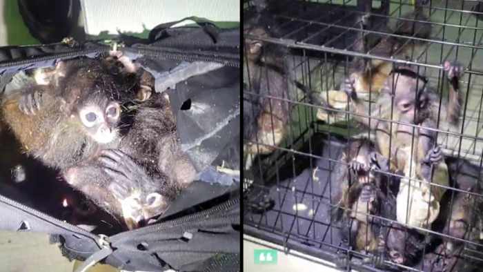 Suspect arrested for trying to smuggle 7 critically endangered spider ...