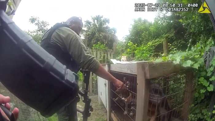 Video shows SWAT team raid possible dogfighting ring in DeLand, saving ...