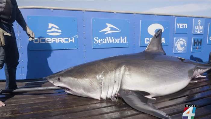 Nearly 1,500-pound, 14-foot great white shark ‘Breton’ pings off ...