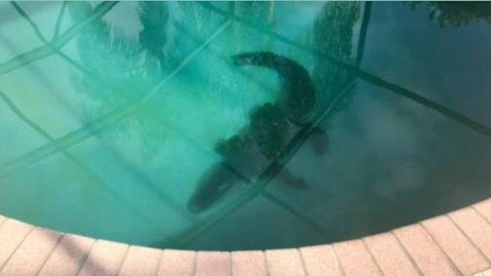 Video: Gator removed from pool at Florida home