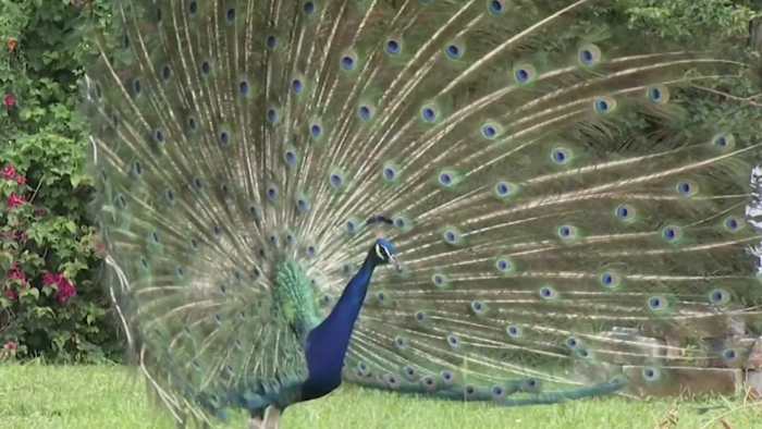 ‘There’s feces everywhere:’ Peacock population plagues Orlando community