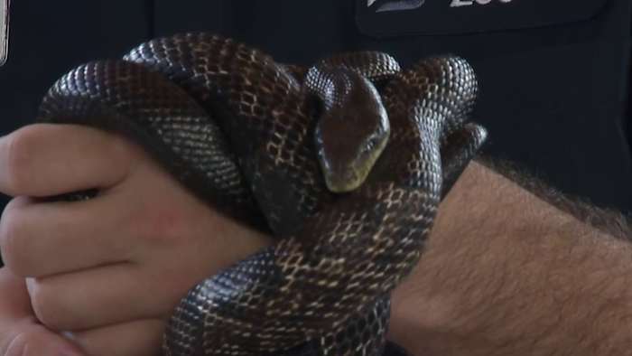 See them, save them | meet Onyx, a slithering animal ambassador at the ...