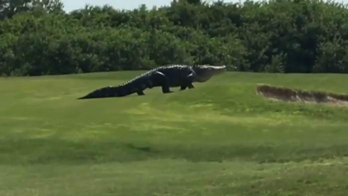 Alligator mating season in Texas: Why you’re seeing more gators in Houston