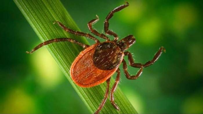 Michigan health officials alarmed by surge in Lyme disease cases