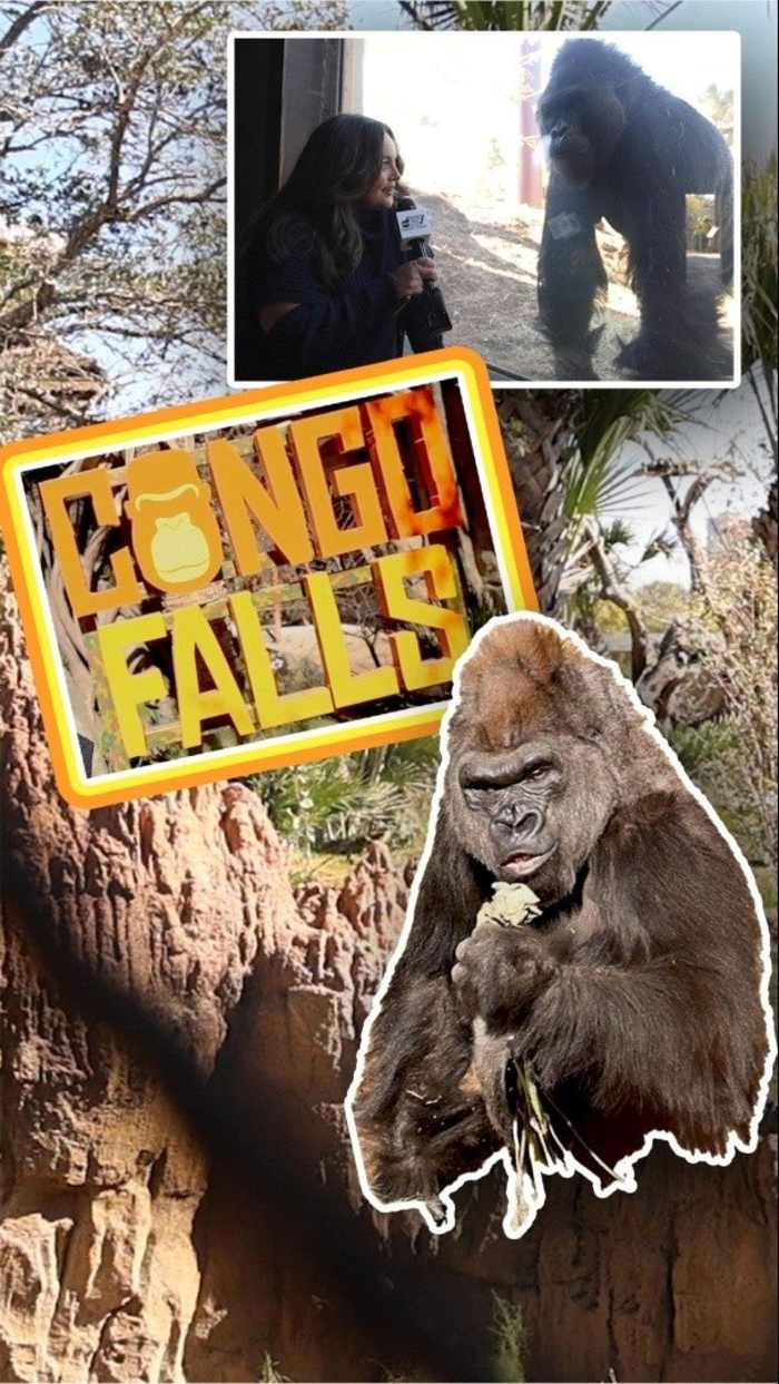 🦍 Congo Falls gorilla exhibit at San Antonio Zoo to open this weekend