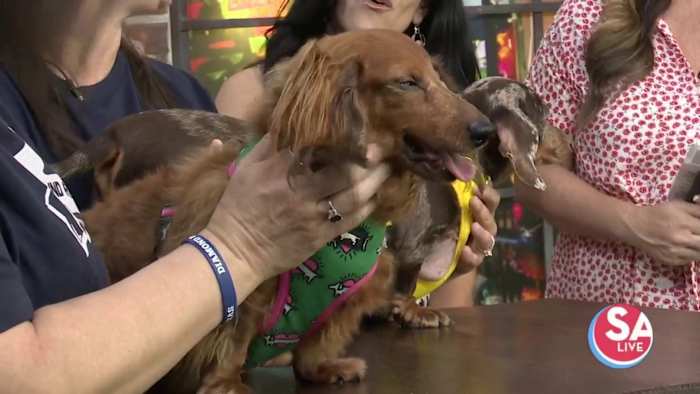 Meet Shasta Flower, our Good Dog of the Week