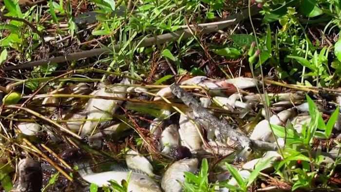 ‘Smells really bad:’ Why are dead fish washing up in Lake Eustis?